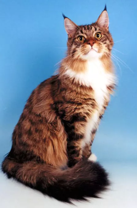 KITTYKARE - Professional Pet Sitting Service for Cats